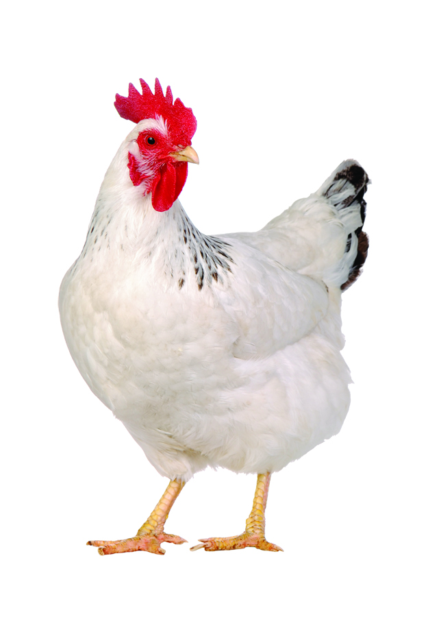 20 Broiler Grower Finisher NM Form A Feed