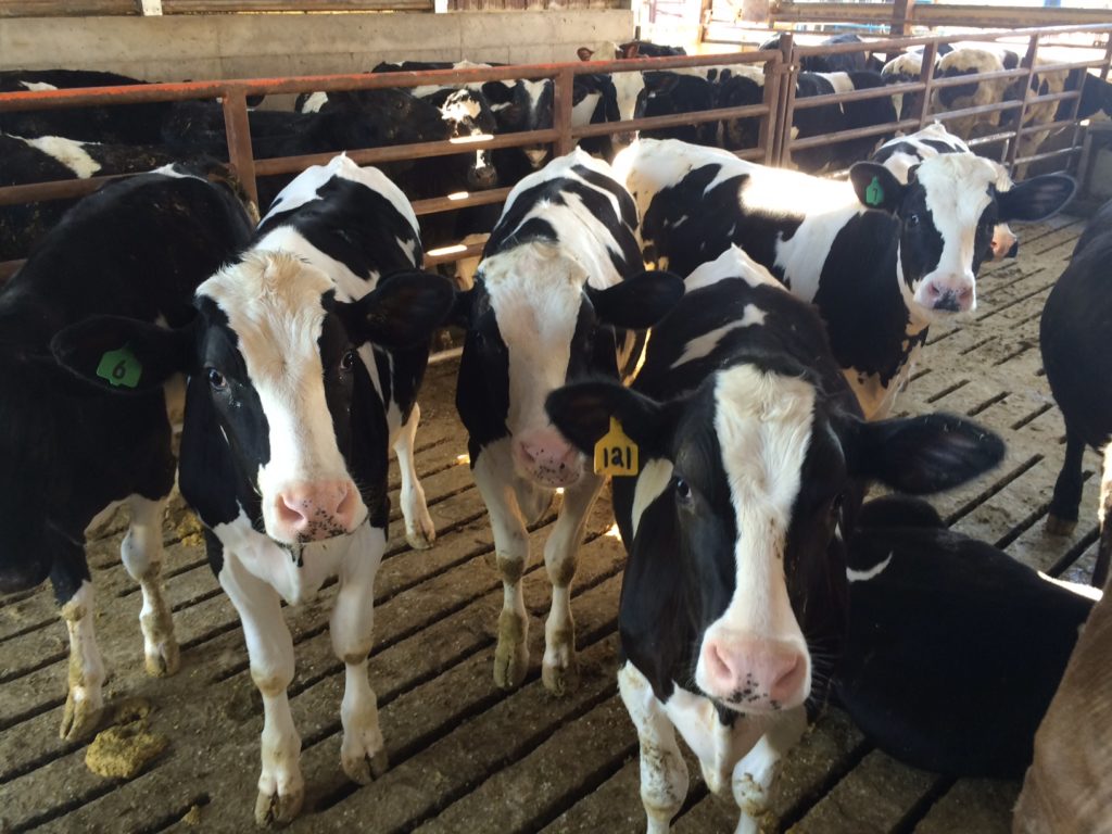 Dairy Steers Can Be A Source of Additional Income - Form-A-Feed