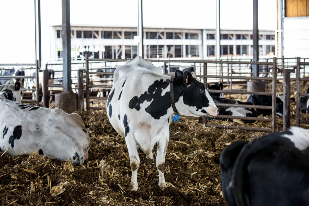 The Role of Calcium in Transition Cows - Form-A-Feed