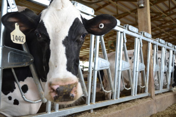 Epi-Shield - Form-A-Feed