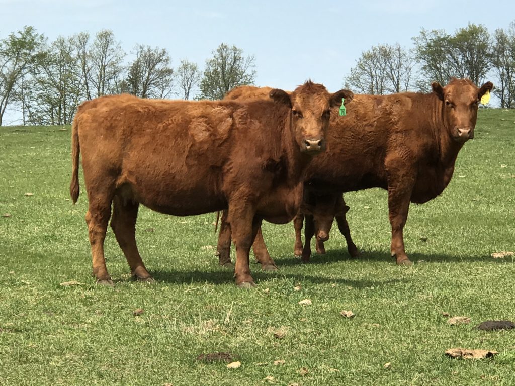 Calving Mineral and Product Considerations for Calving Season - Form-A-Feed