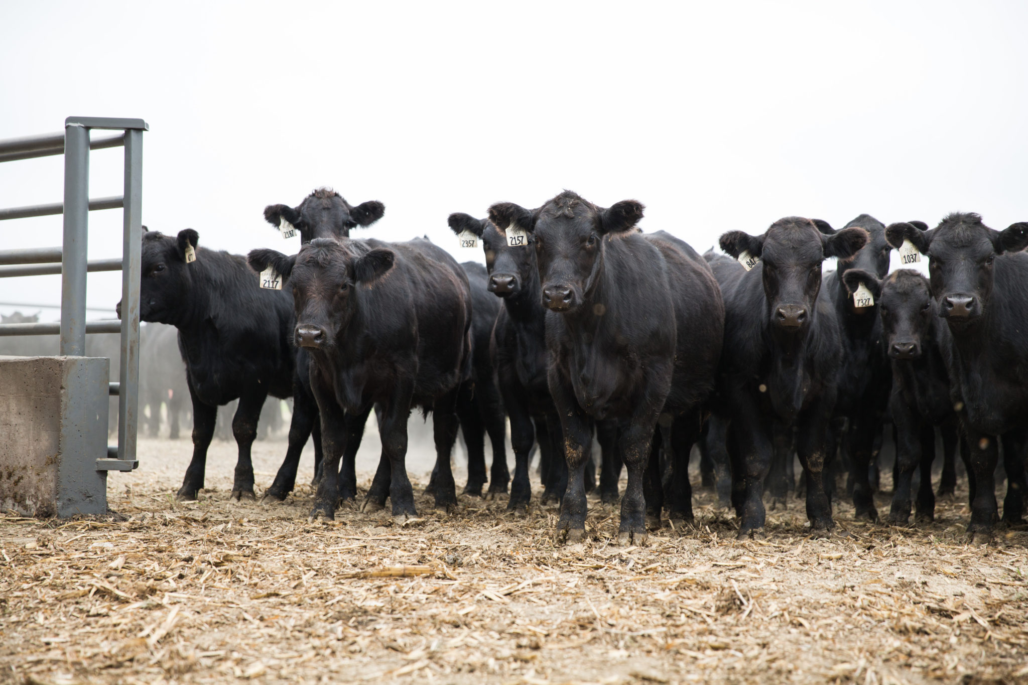 Starting High Risk Cattle on Feed - Form-A-Feed