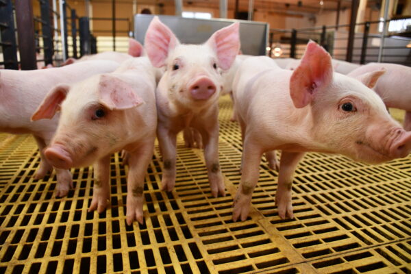 Pre- and Post-Weaning Management for Maximizing Pig Health and ...
